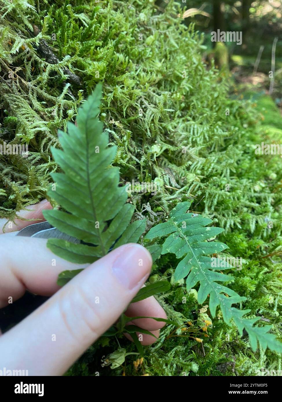 licorice fern (Polypodium glycyrrhiza Stock Photo - Alamy