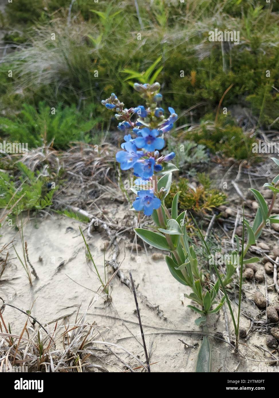 Wax-leaf Beardtongue (Penstemon nitidus Stock Photo - Alamy