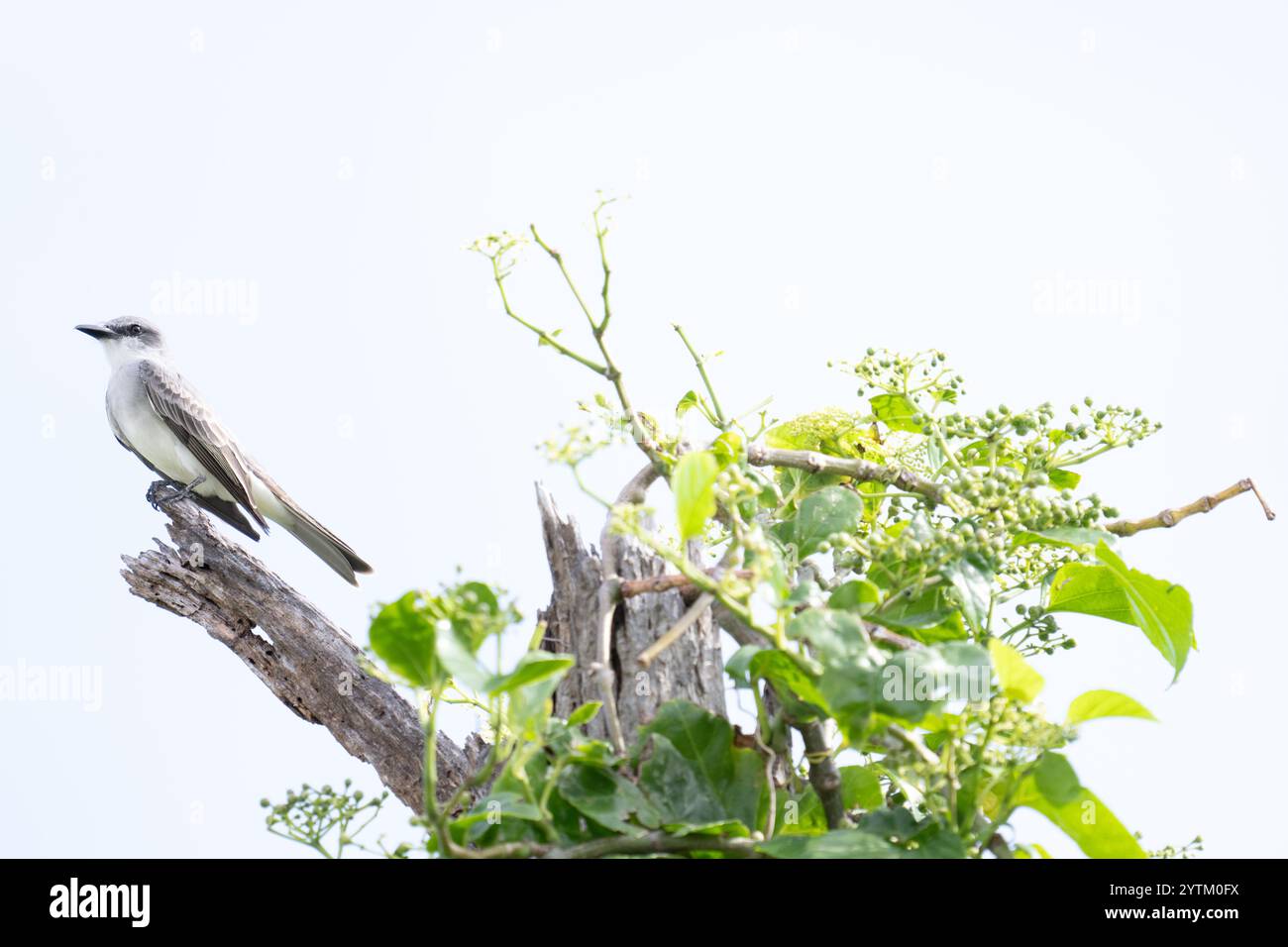 Grey breasted bird of paradise hi-res stock photography and images - Alamy