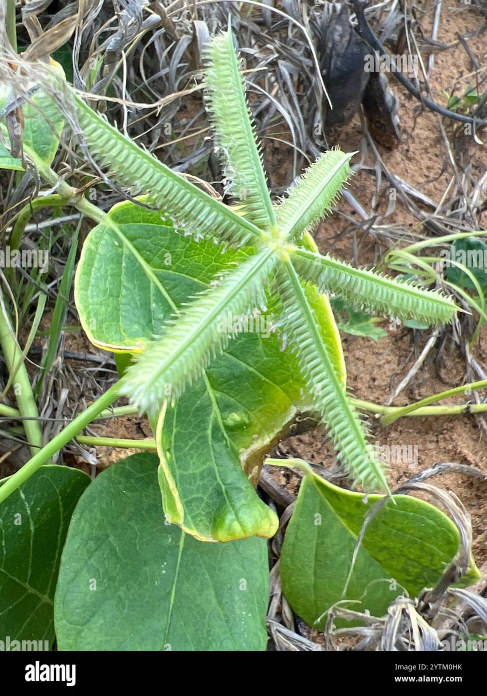 Durban Crowfoot (Dactyloctenium aegyptium Stock Photo - Alamy