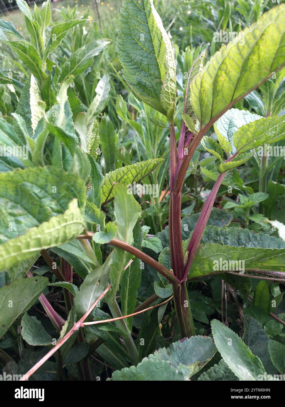 Water Figwort (Scrophularia auriculata Stock Photo - Alamy