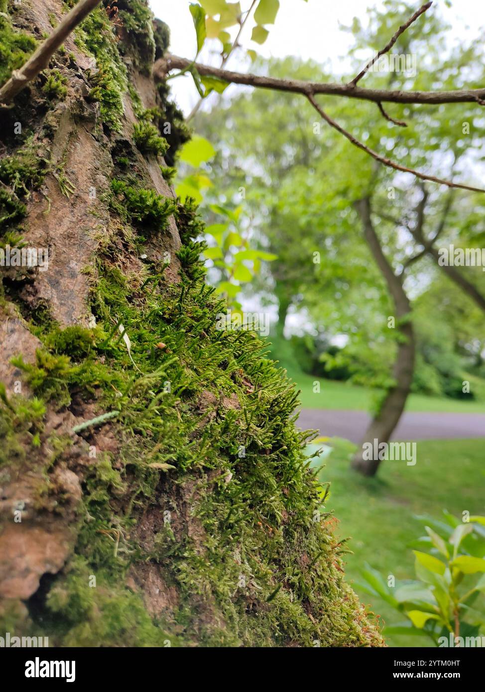 Lateral Cryphaea (Cryphaea heteromalla Stock Photo - Alamy
