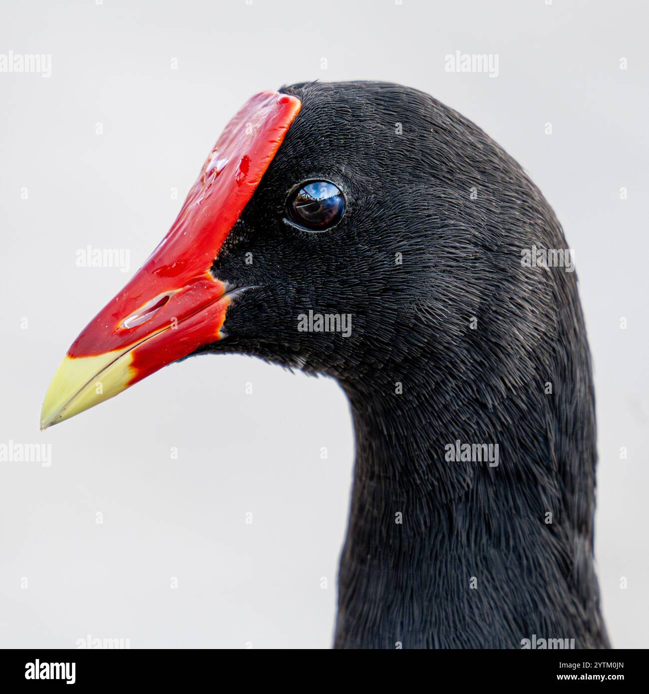 Common Moorhen Gallinula chloropus w/ red shield close up - aka the ...