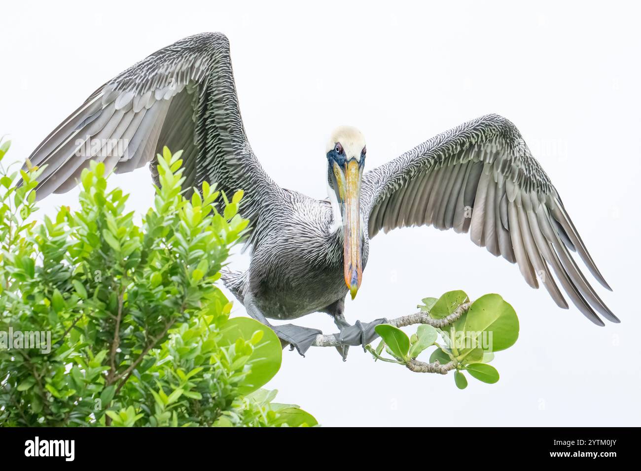 Brown pelican Pelecanus occidentalis - Dominican Republic bird ...