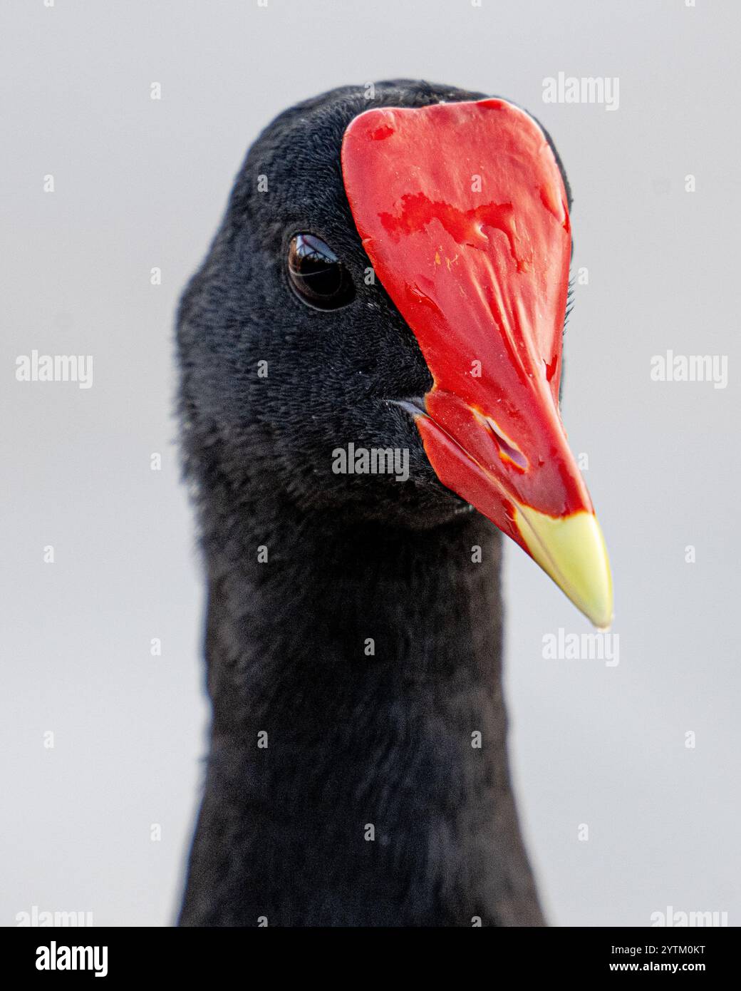 Common moorhen dominican republic hi-res stock photography and images ...