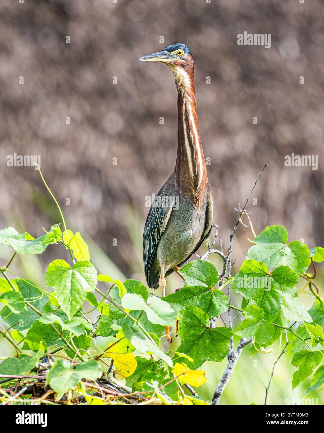 green heron - Butorides virescens perched above a swamp - Caribbean ...