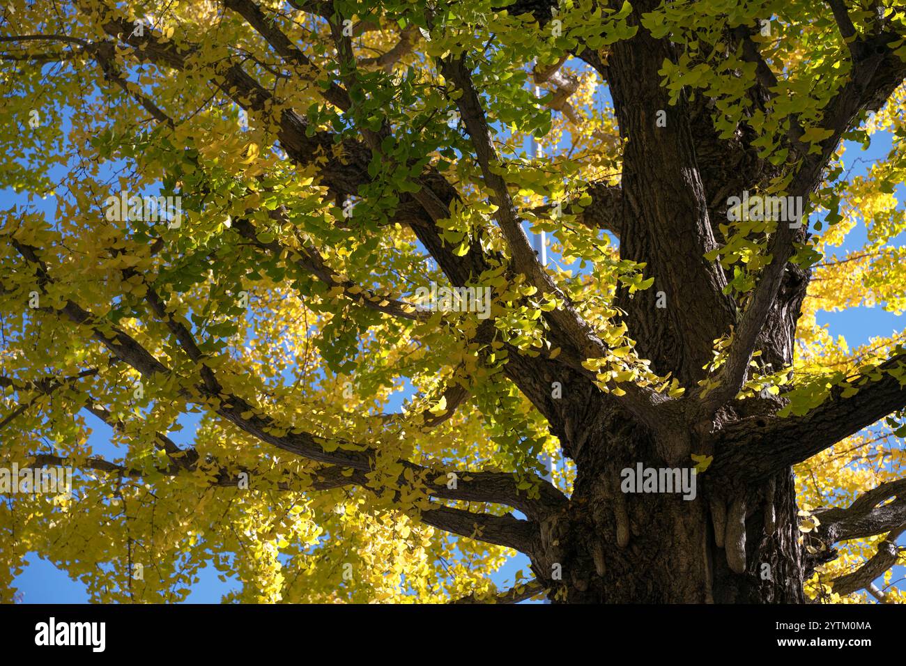 Yasukuni Shrine is a Shinto shrine located in Chiyoda, Tokyo. It was ...