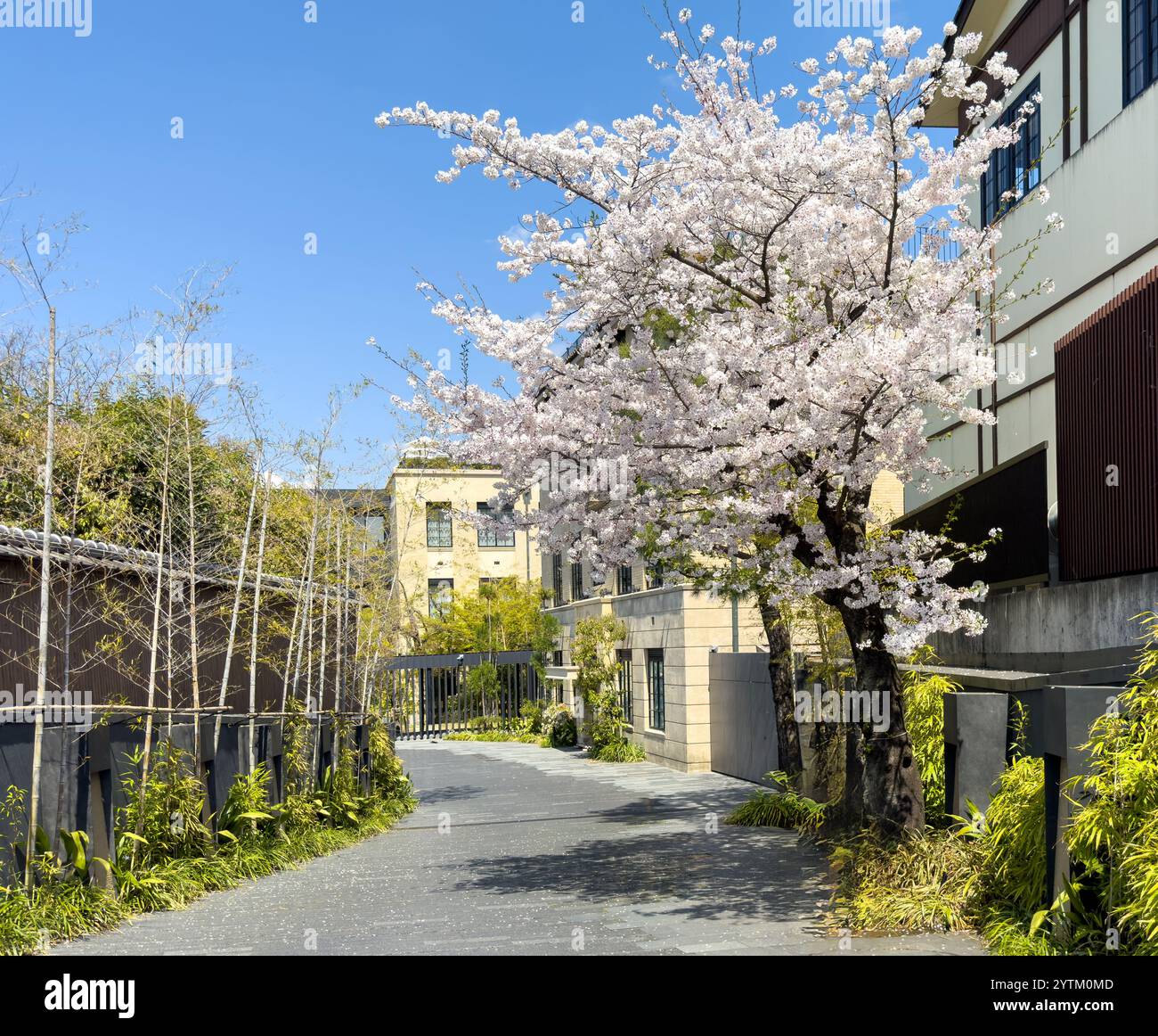 Urban street scene in Japan during sakura cherry blossom, Spring season ...