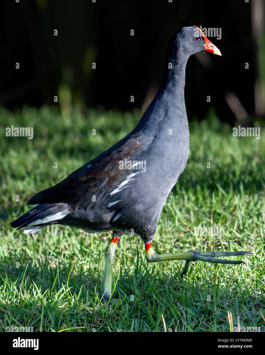 Gallinula chloropus dominican republic hi-res stock photography and ...