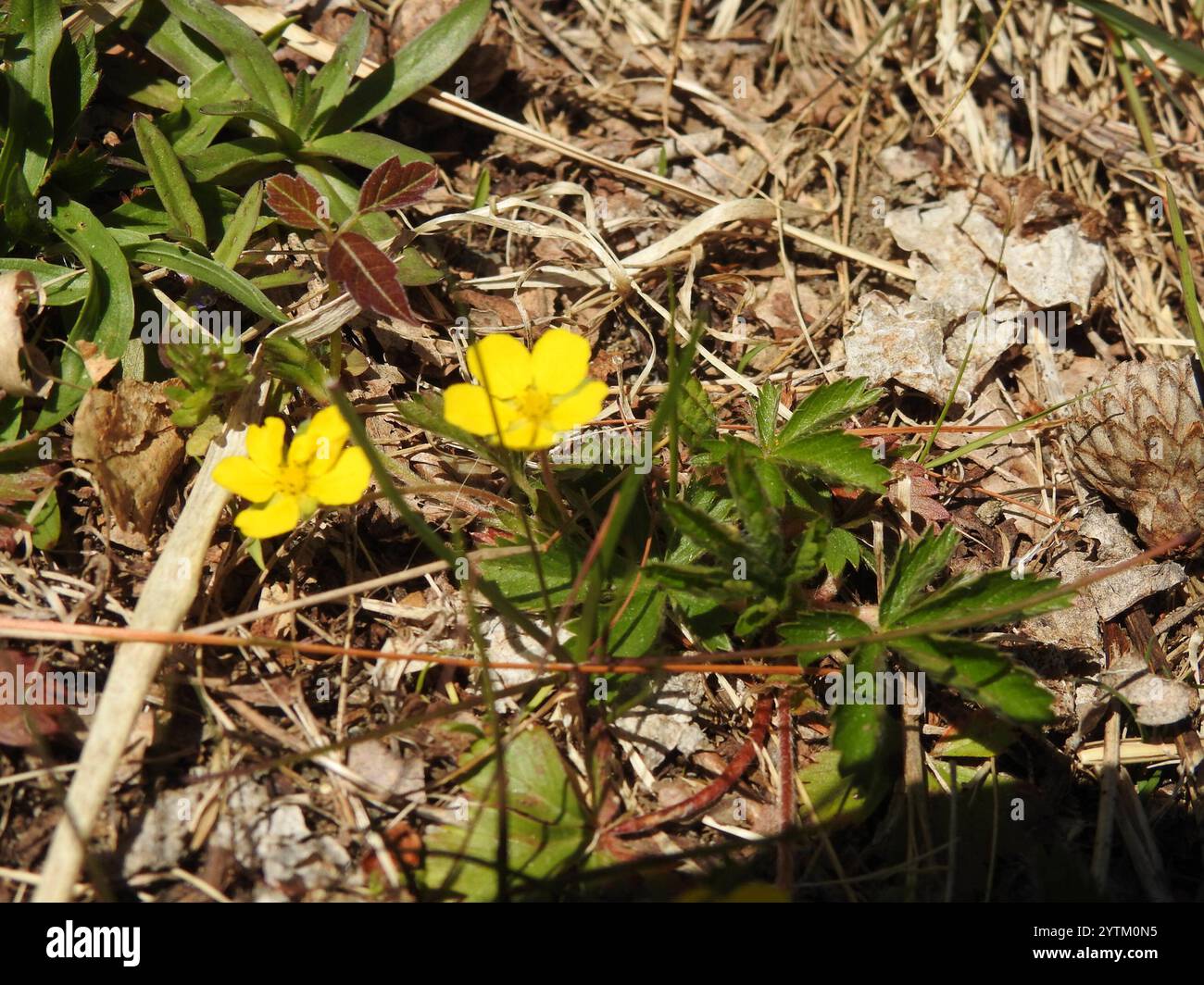 common cinquefoil (Potentilla simplex Stock Photo - Alamy