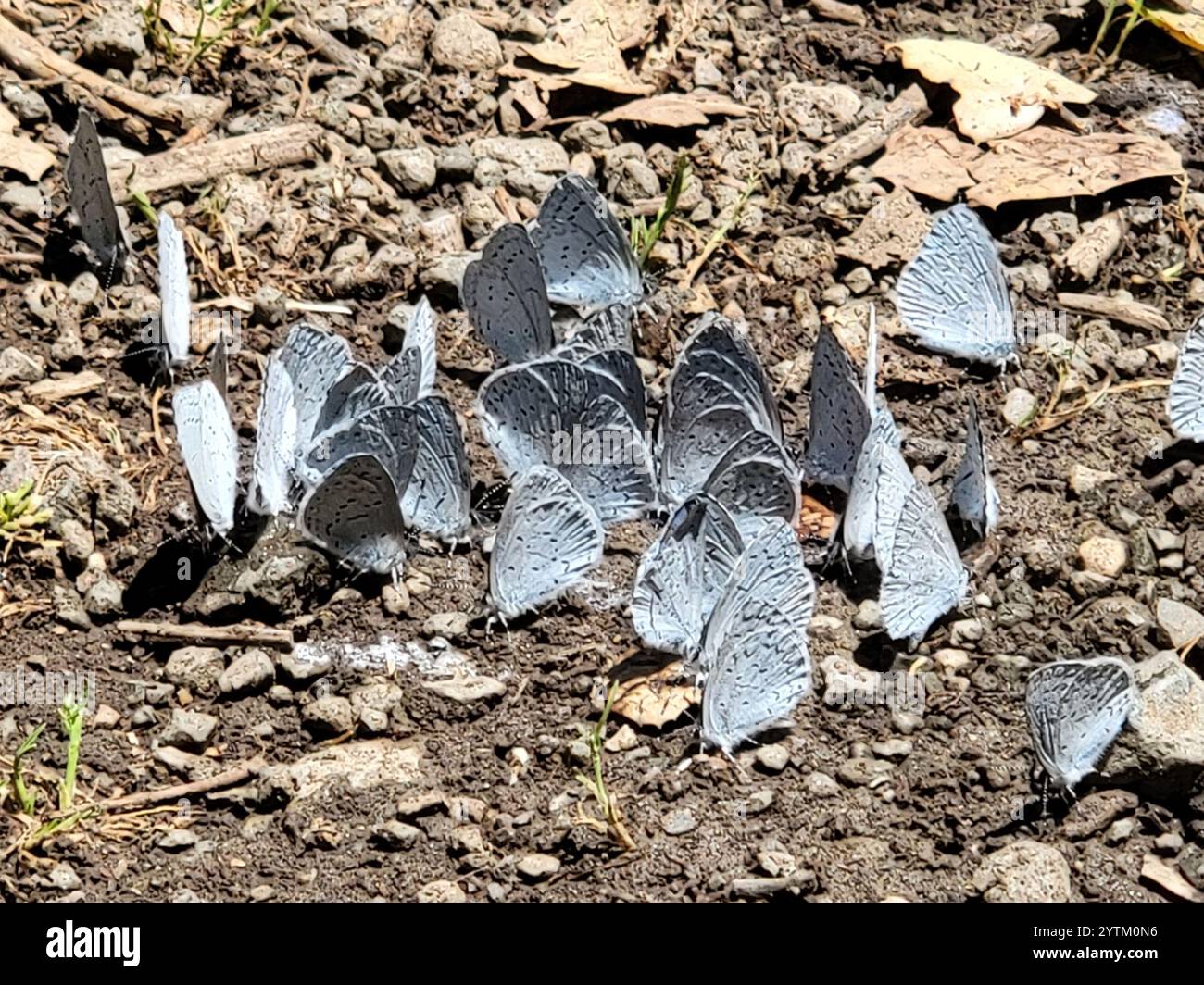 Echo Azure (Celastrina echo Stock Photo - Alamy