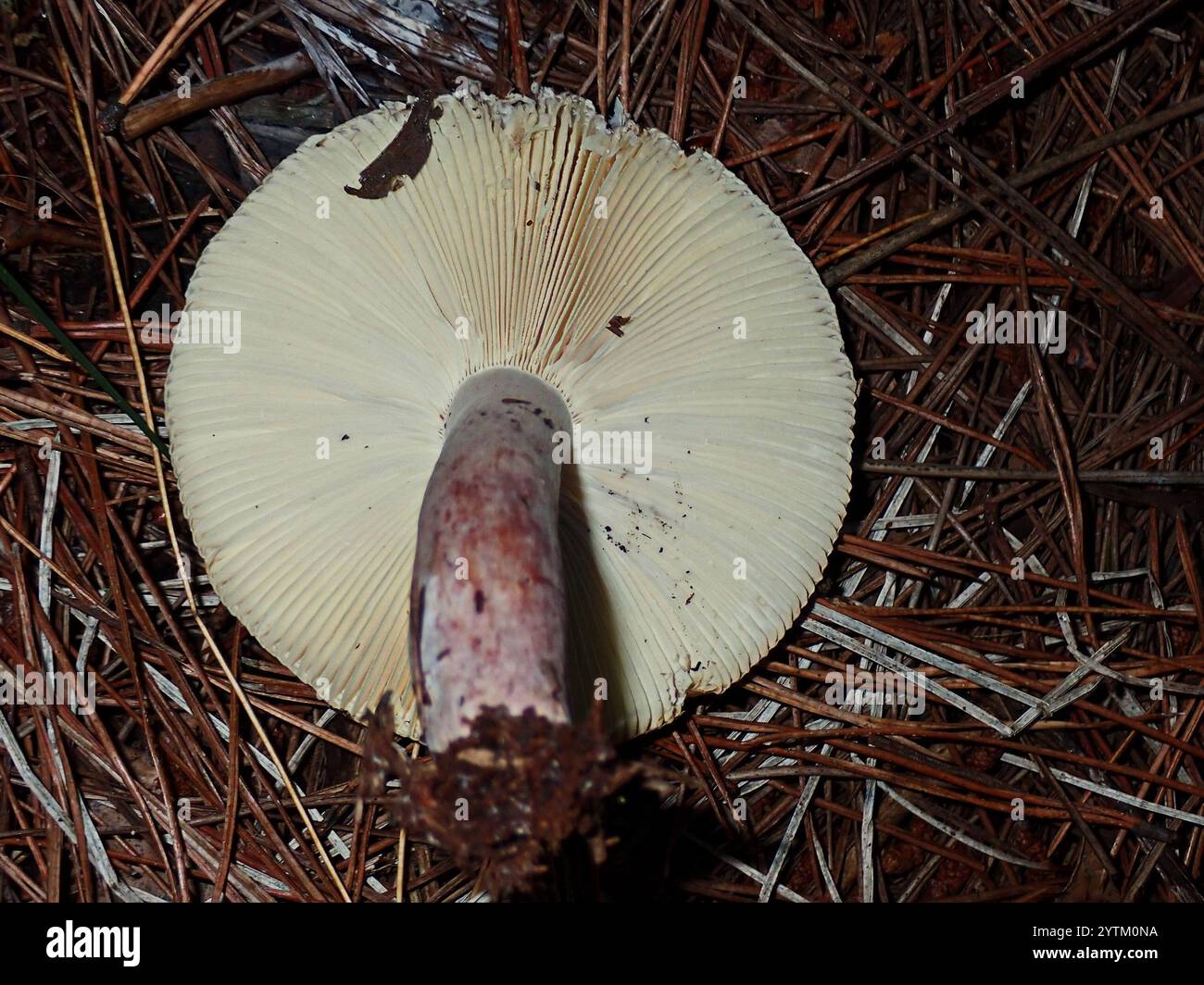 Primrose Brittlegill (Russula sardonia Stock Photo - Alamy