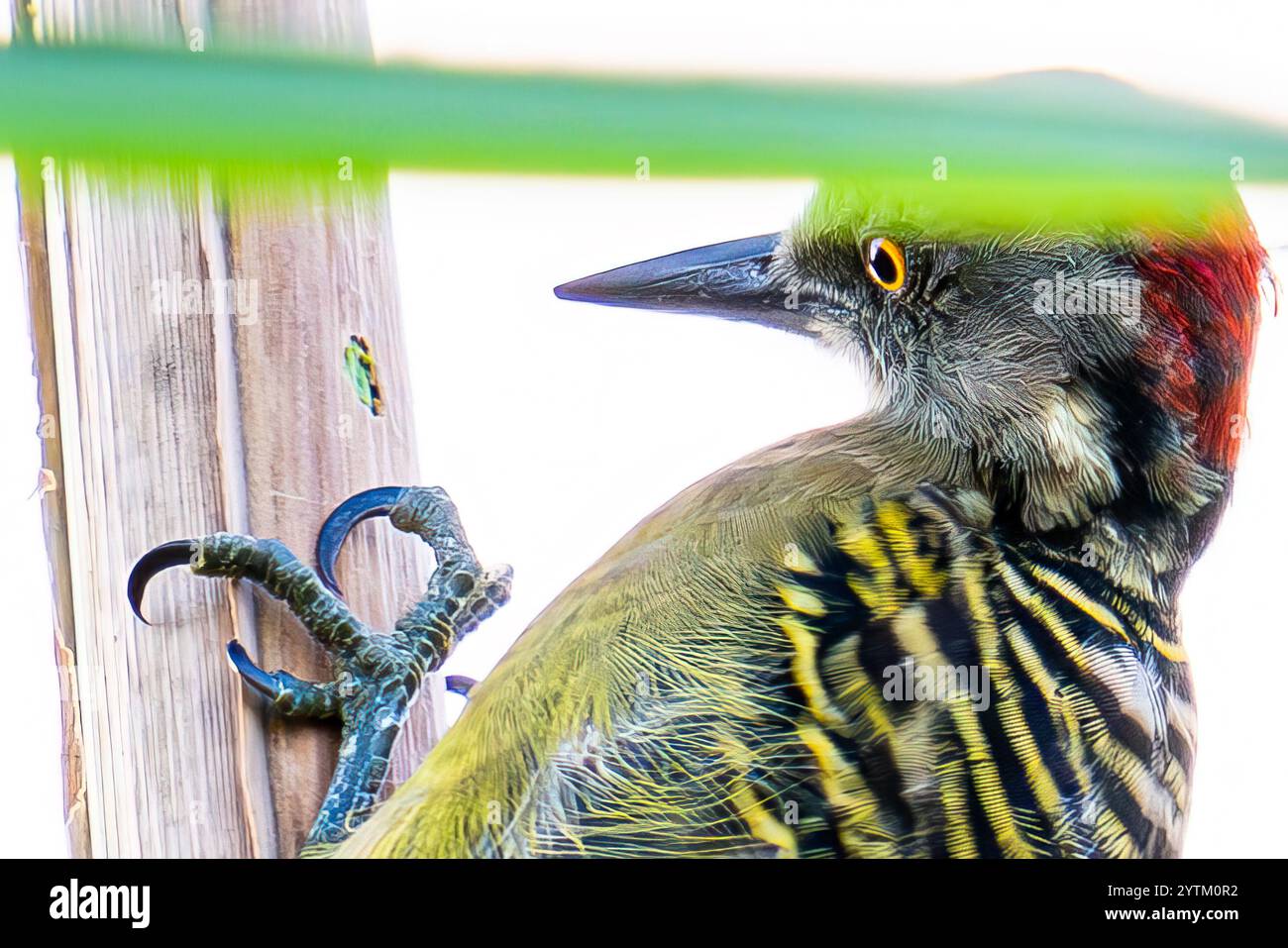 Hispaniolan woodpecker - Melanerpes striatus - Caribbean birds ...