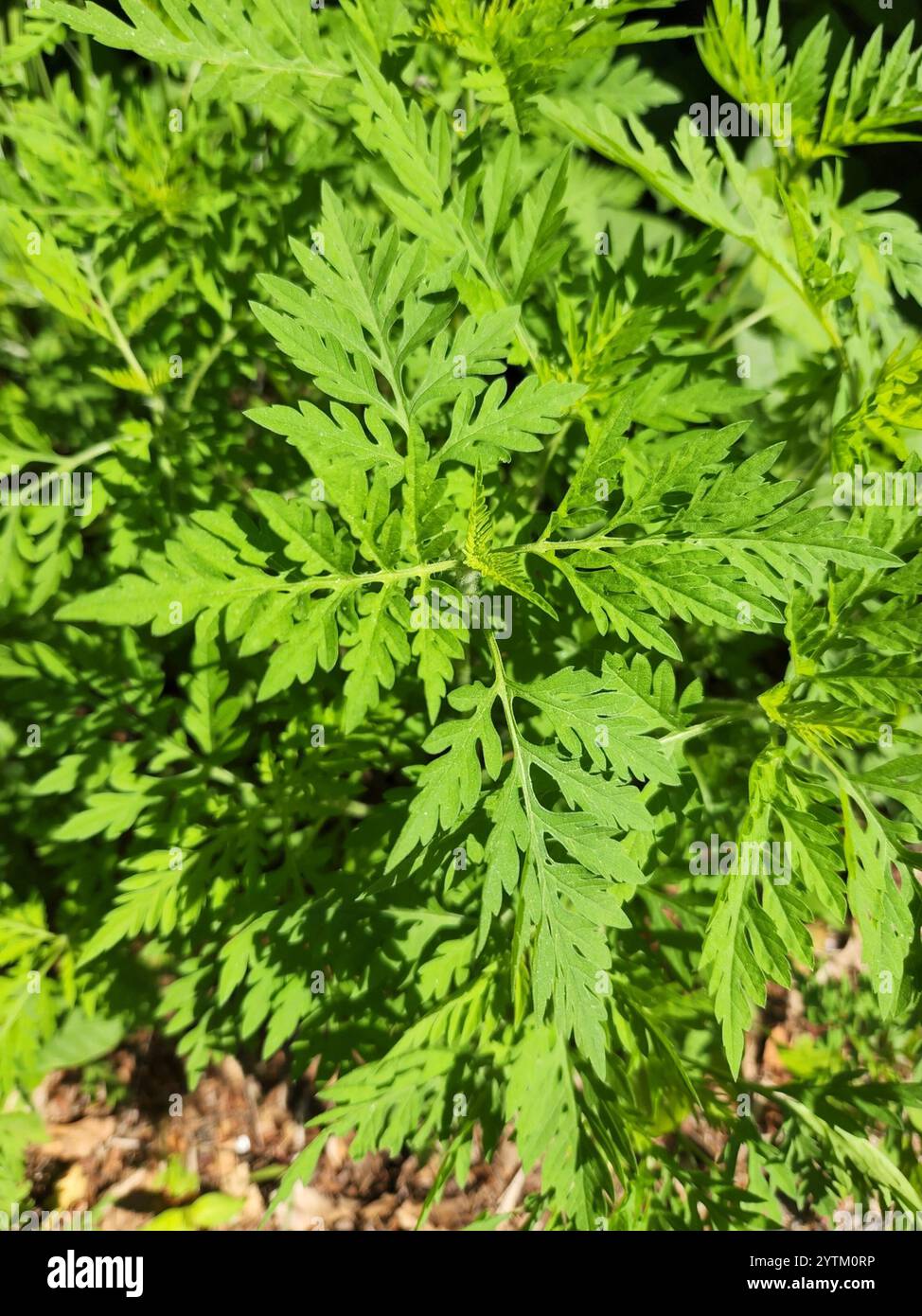 common ragweed (Ambrosia artemisiifolia Stock Photo - Alamy