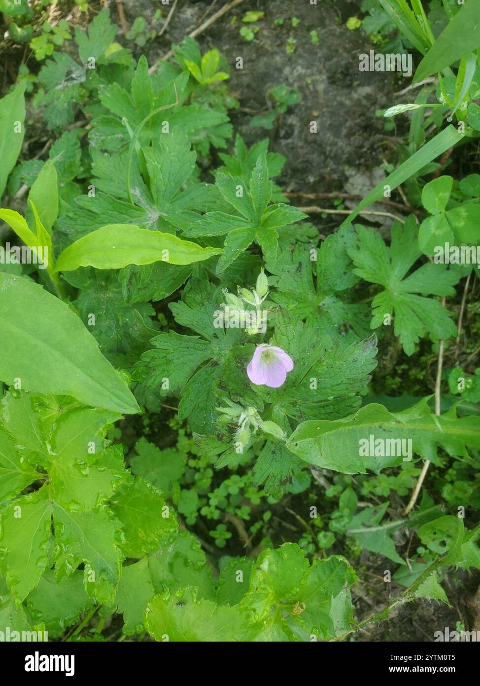 wild geranium (Geranium maculatum Stock Photo - Alamy