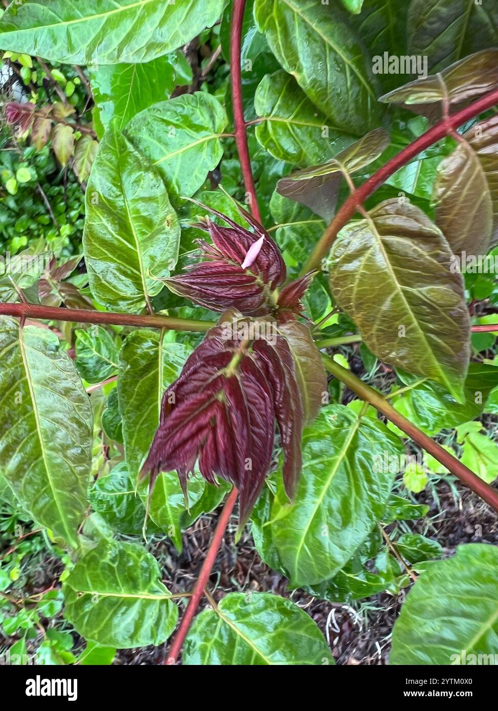 tree-of-heaven (Ailanthus altissima Stock Photo - Alamy