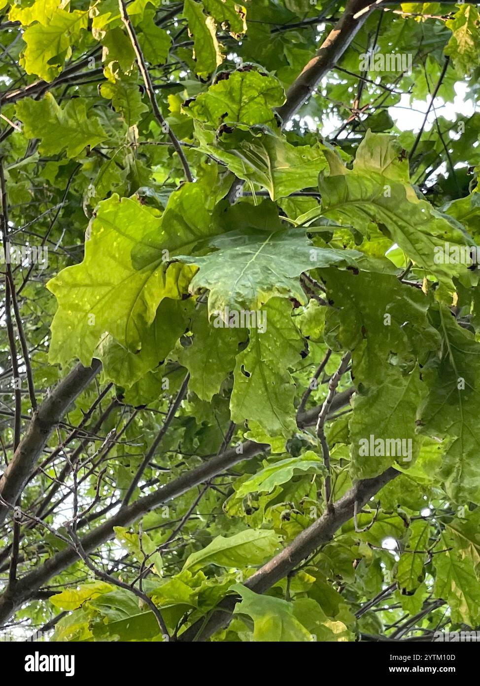 black oak (Quercus velutina Stock Photo - Alamy