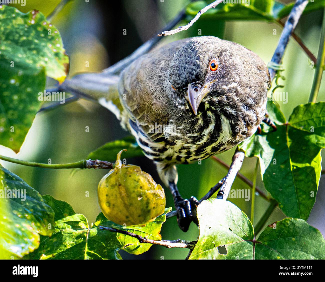 Palmchat - Dulus dominicus - Caribbean birds of Dominican Republic Puna ...