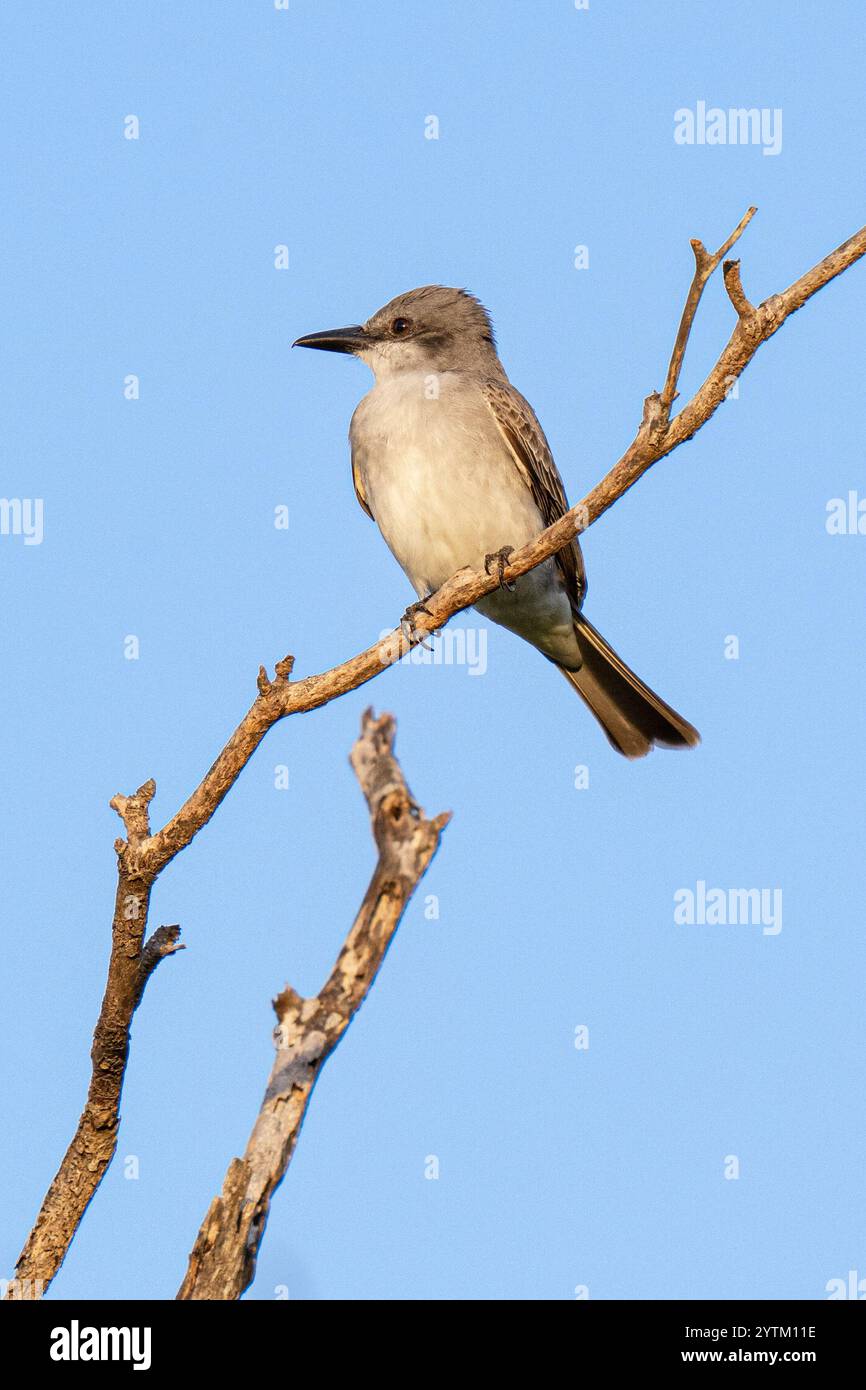 Grey kingbird dominican republic hi-res stock photography and images ...