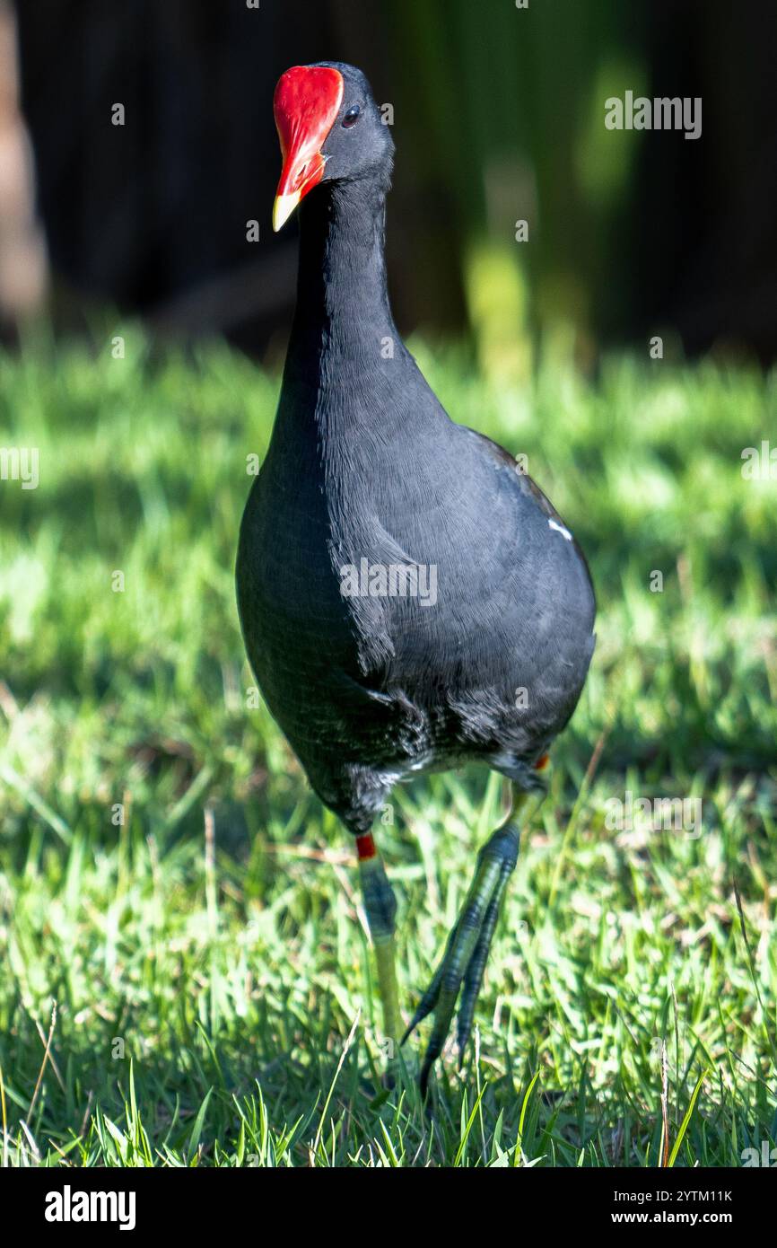 Common Moorhen Gallinula chloropus w/ red shield close up - aka the ...