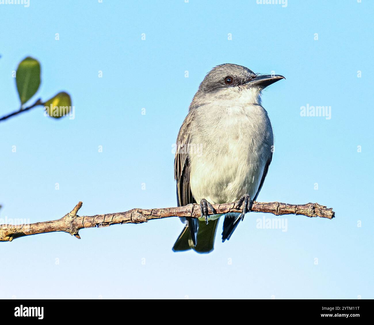 Grey breasted bird of paradise hi-res stock photography and images - Alamy