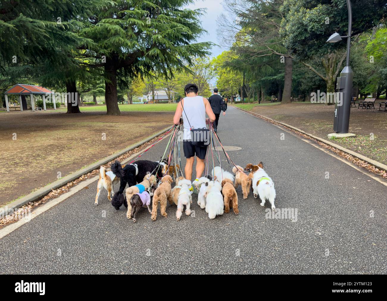 A dog walker managing a large group of various breeds dogs on leashes ...