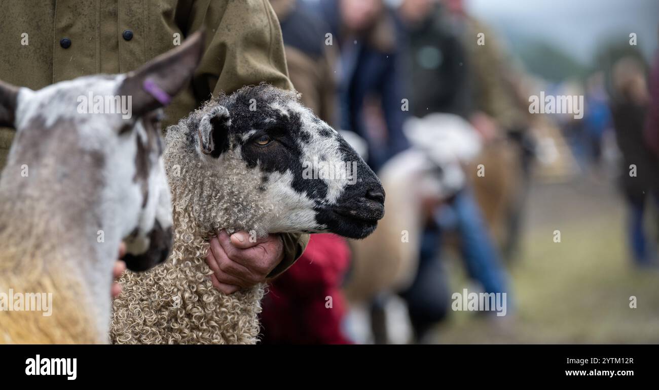 Sheep being shown at the 2024 Kilnsey Show under the shadow of Kilnsey ...