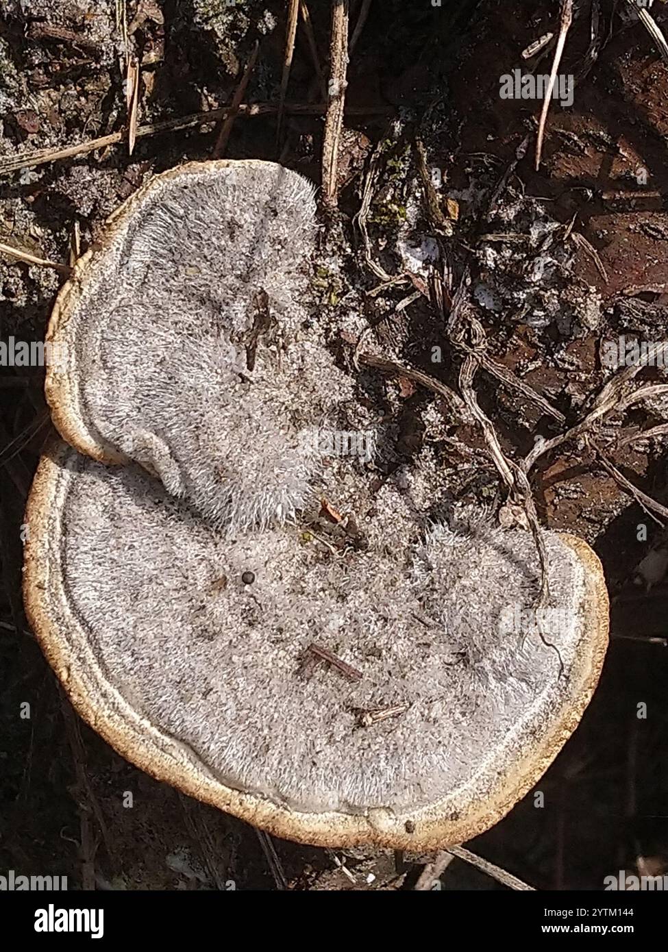 Thin-walled Maze Polypore (Daedaleopsis confragosa Stock Photo - Alamy