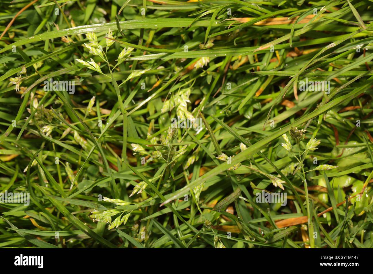 Annual Meadow-grass (Poa annua Stock Photo - Alamy