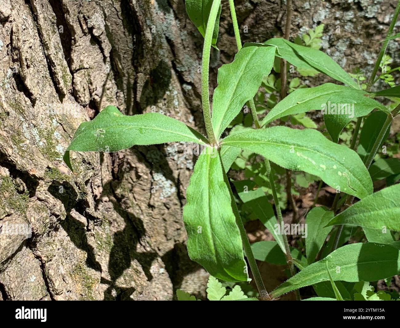 starry campion (Silene stellata Stock Photo - Alamy