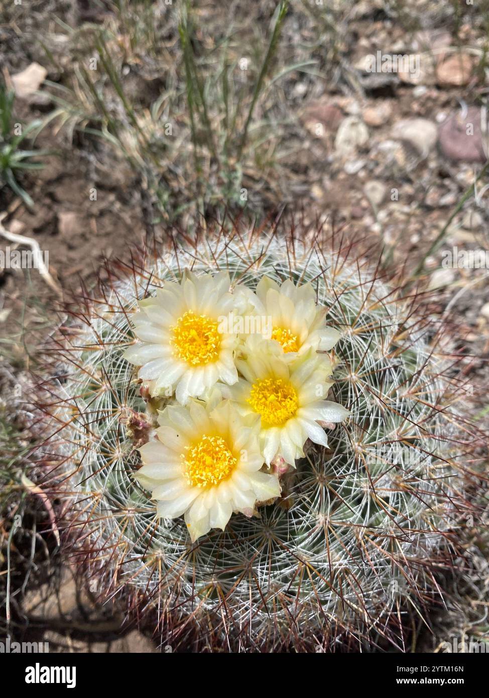 Mountain Ball Cactus (Pediocactus simpsonii Stock Photo - Alamy