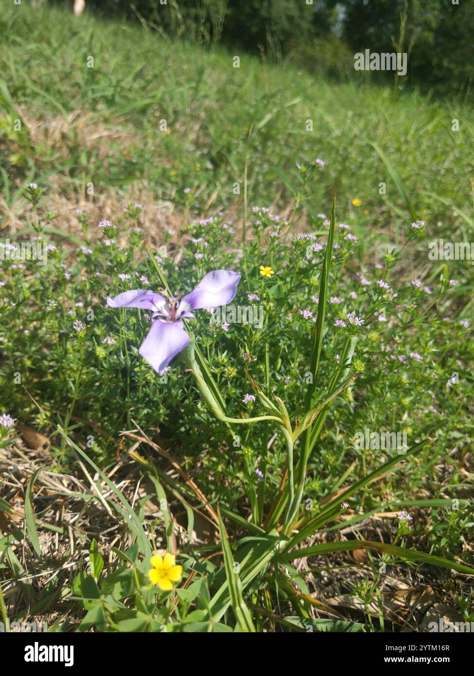 Herbertia lahue hi-res stock photography and images - Alamy
