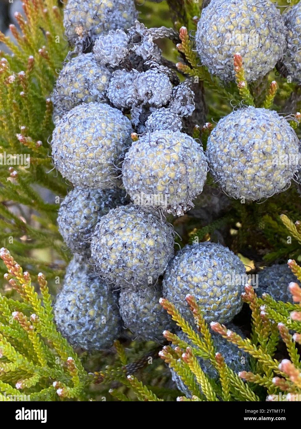 Cone Stompie (Brunia noduliflora Stock Photo - Alamy