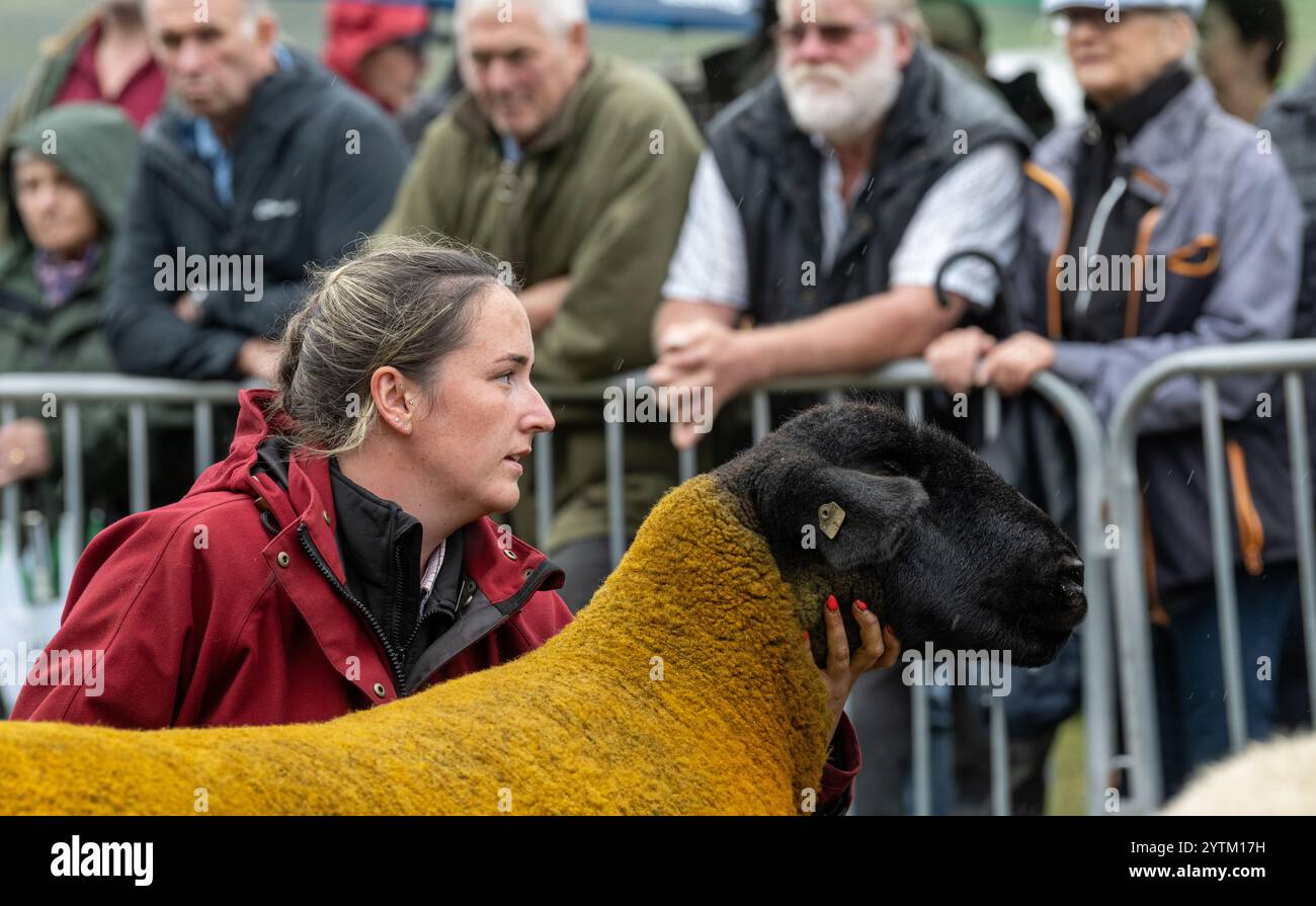 Sheep being shown at the 2024 Kilnsey Show under the shadow of Kilnsey ...