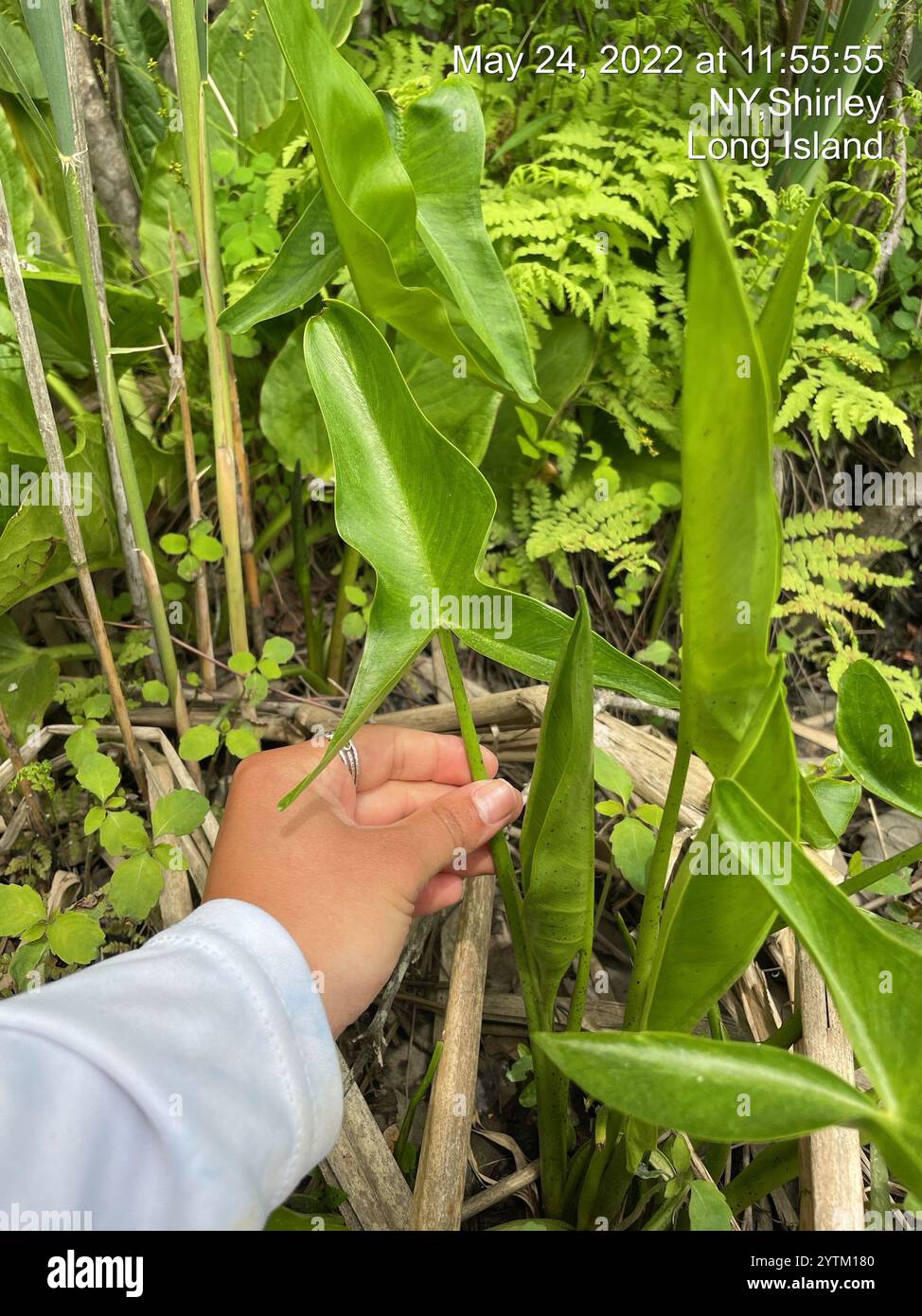 Green Arrow Arum (Peltandra virginica Stock Photo - Alamy