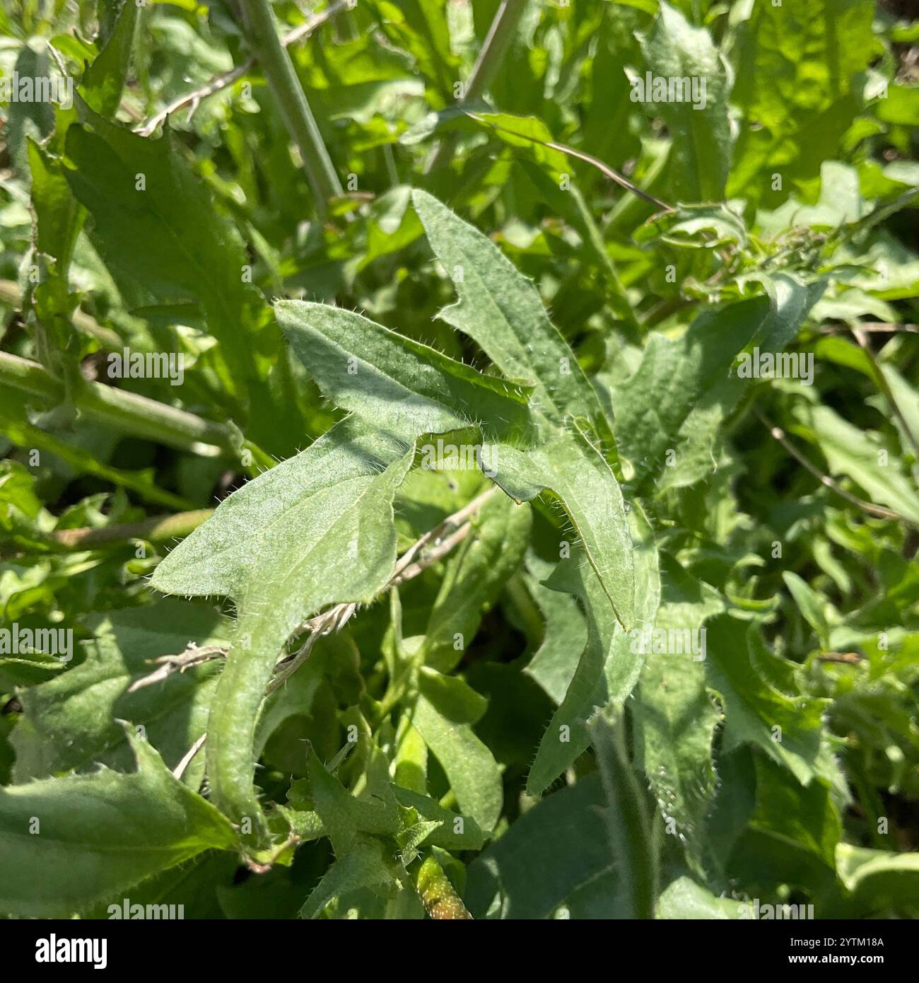 Tall Tumblemustard (Sisymbrium altissimum Stock Photo - Alamy