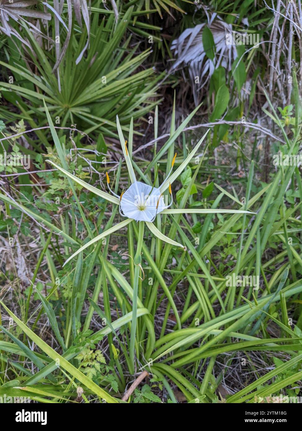 Alligator lily (Hymenocallis palmeri Stock Photo - Alamy