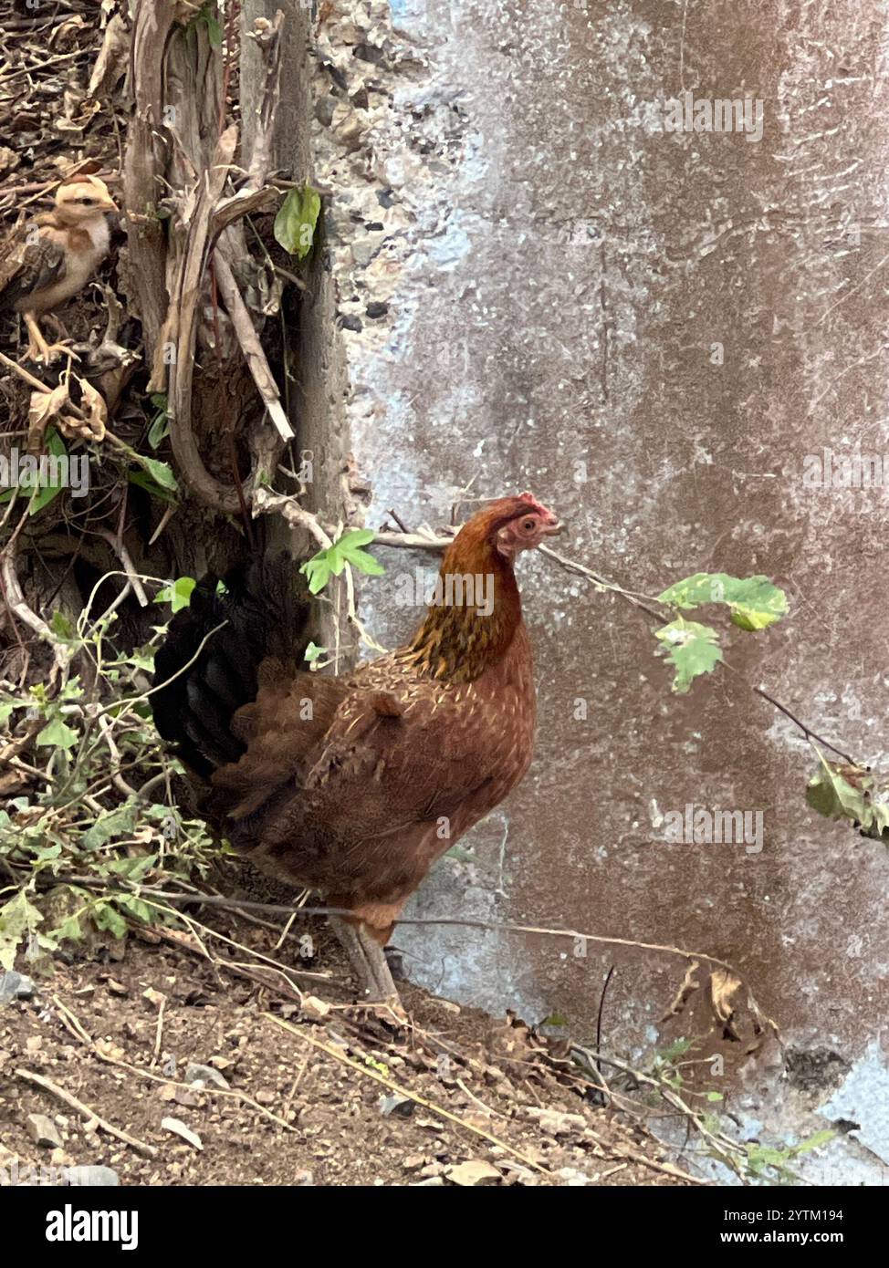 Red Junglefowl (Gallus gallus Stock Photo - Alamy