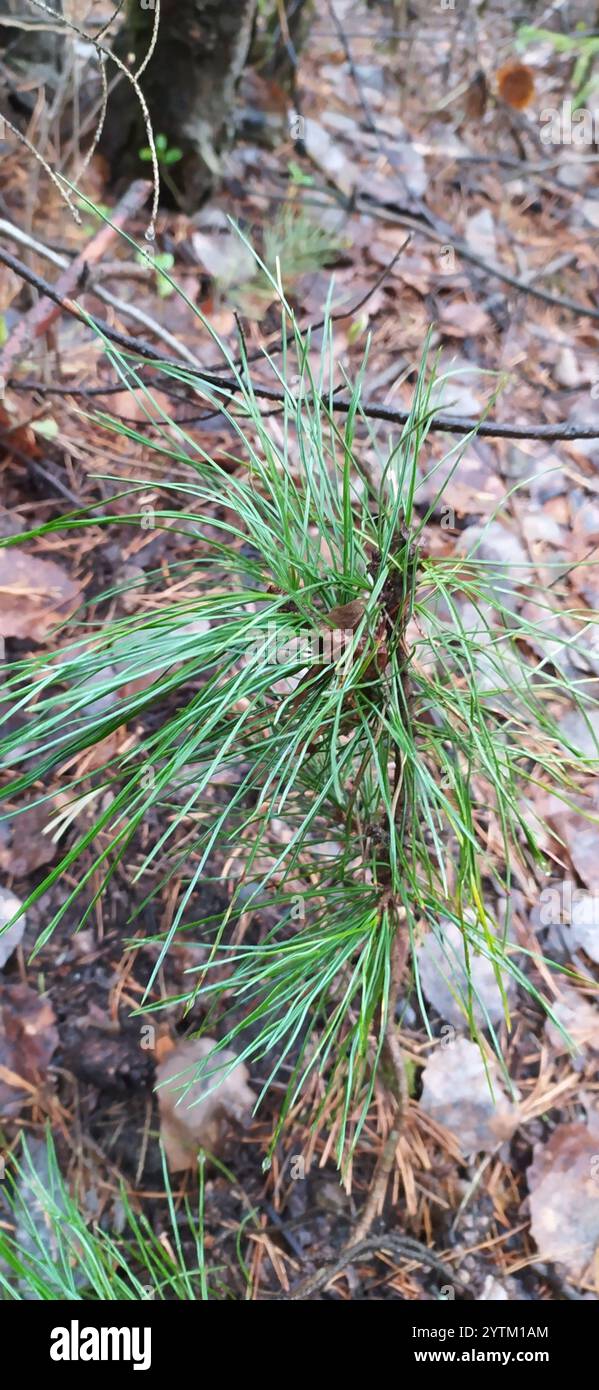 Siberian pine (Pinus sibirica Stock Photo - Alamy