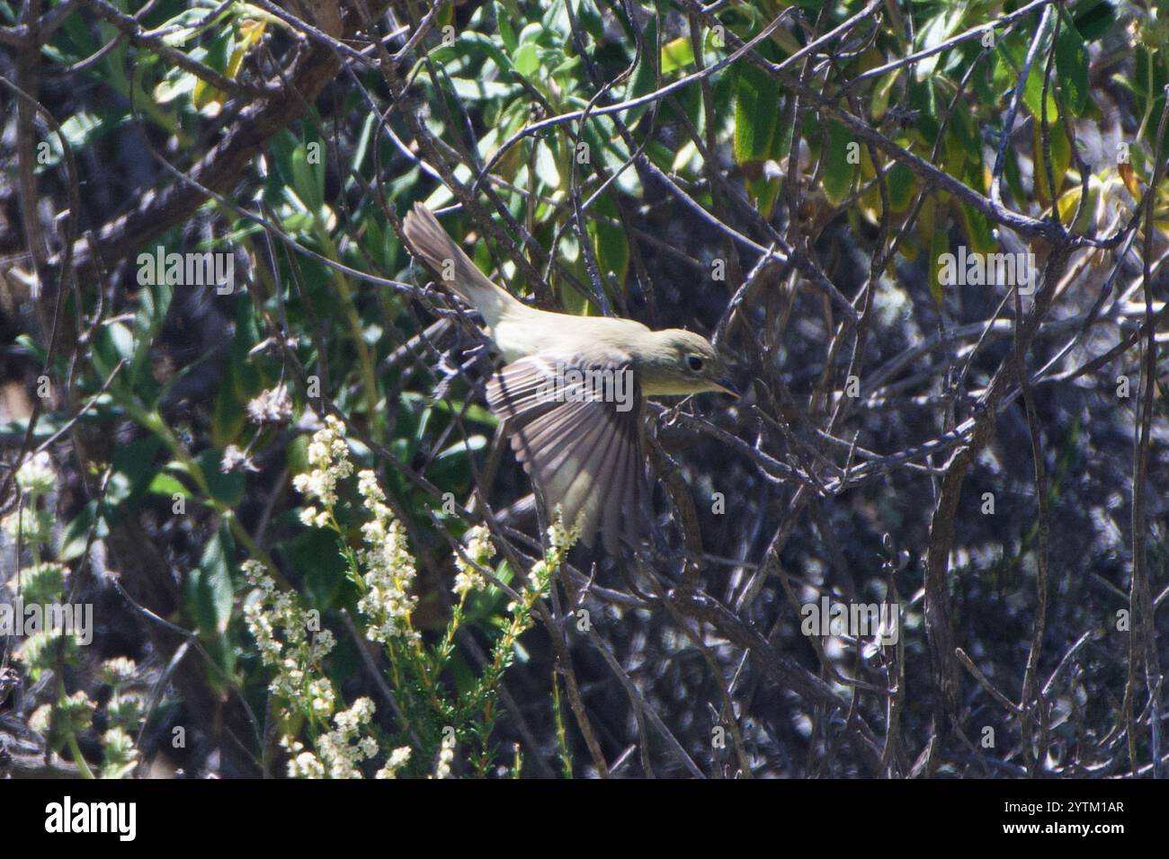 Western Flycatcher (Empidonax difficilis Stock Photo - Alamy