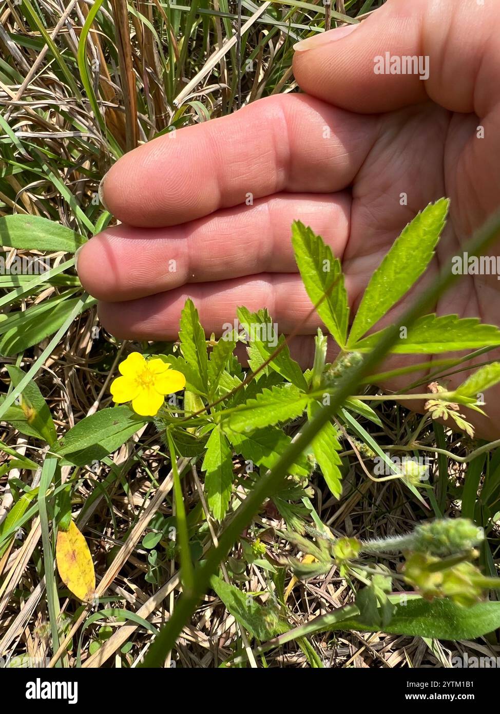common cinquefoil (Potentilla simplex Stock Photo - Alamy