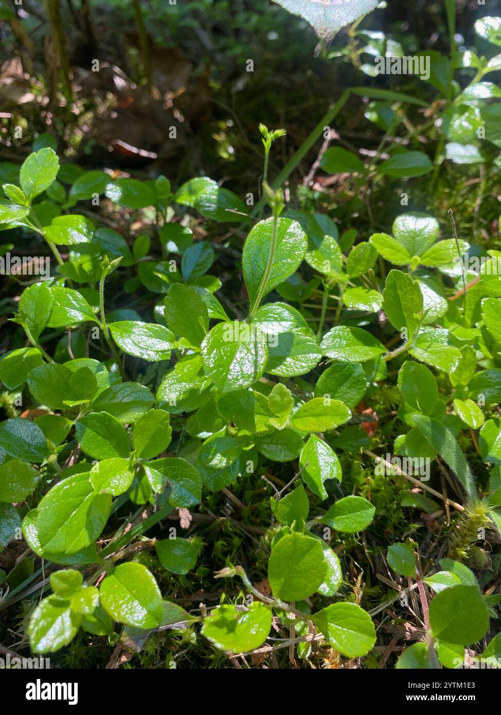 Twinflower (Linnaea borealis Stock Photo - Alamy