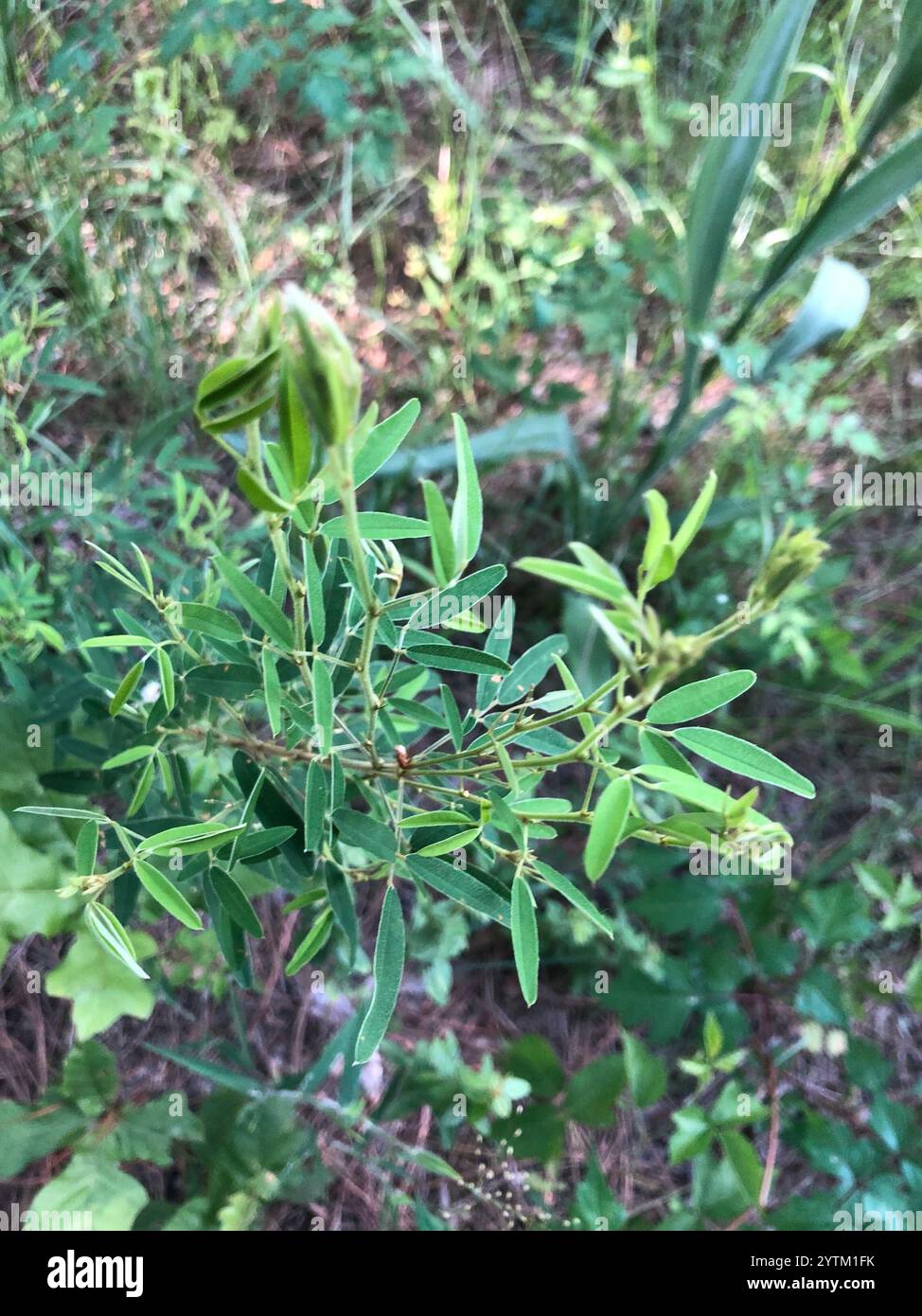 slender bush clover (Lespedeza virginica Stock Photo - Alamy