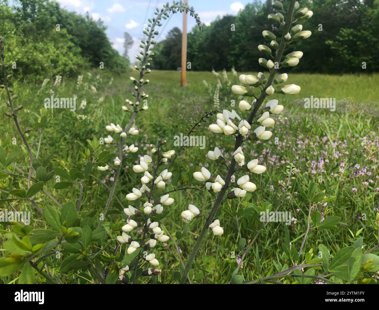 thin-pod white wild indigo (Baptisia alba macrophylla Stock Photo - Alamy