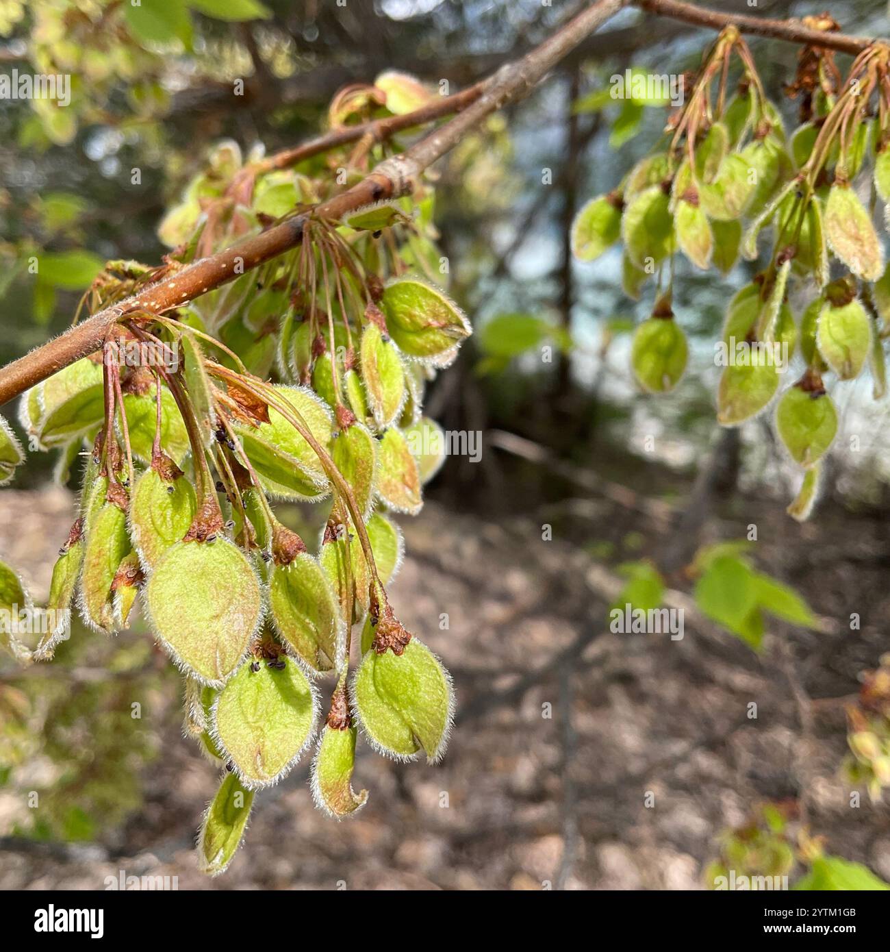 American elm (Ulmus americana Stock Photo - Alamy