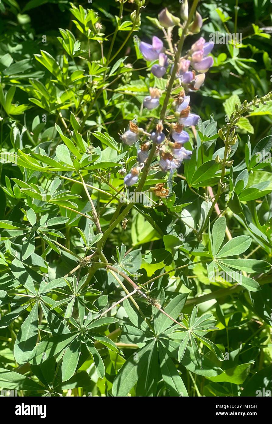 Broadleaf Lupine (Lupinus latifolius Stock Photo - Alamy