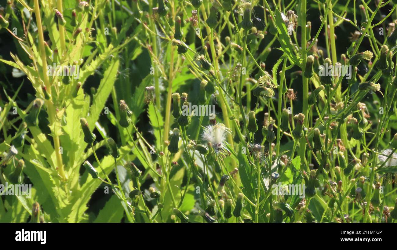 American burnweed (Erechtites hieraciifolius Stock Photo - Alamy