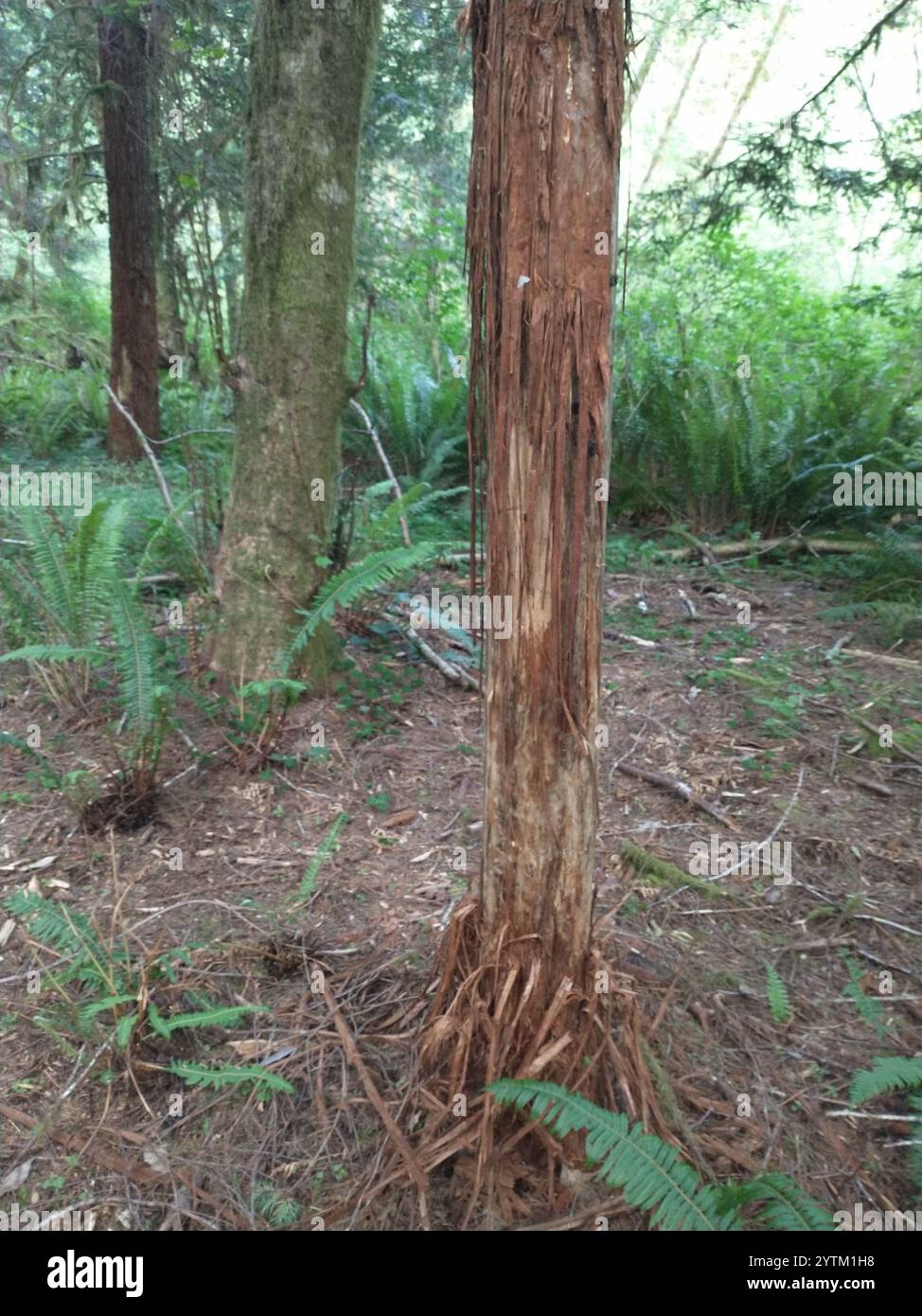 coast redwood (Sequoia sempervirens Stock Photo - Alamy