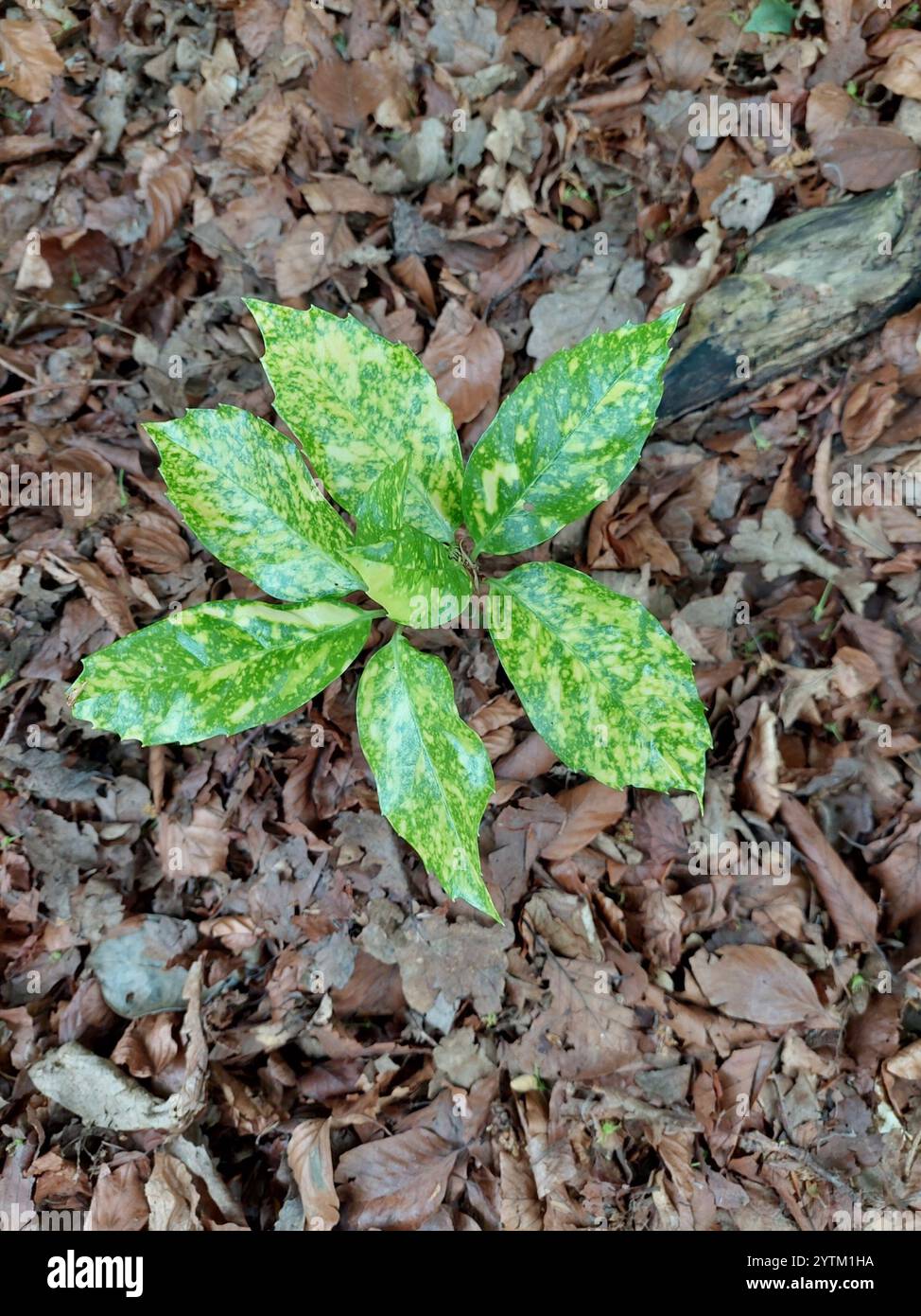 Japanese aucuba (Aucuba japonica Stock Photo - Alamy