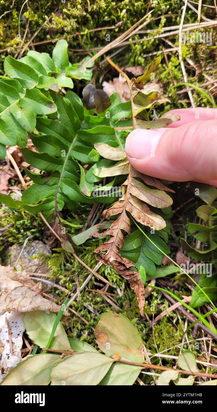 western polypody (Polypodium hesperium Stock Photo - Alamy